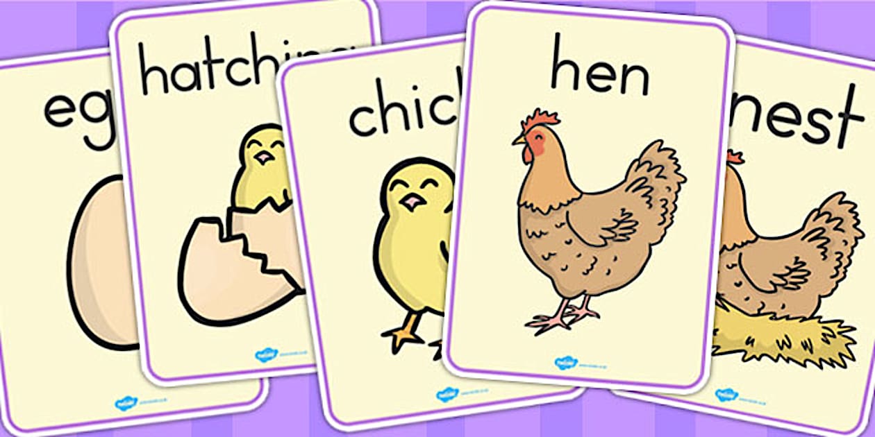 Life Cycle of a Hen Display Posters (teacher made) - Twinkl