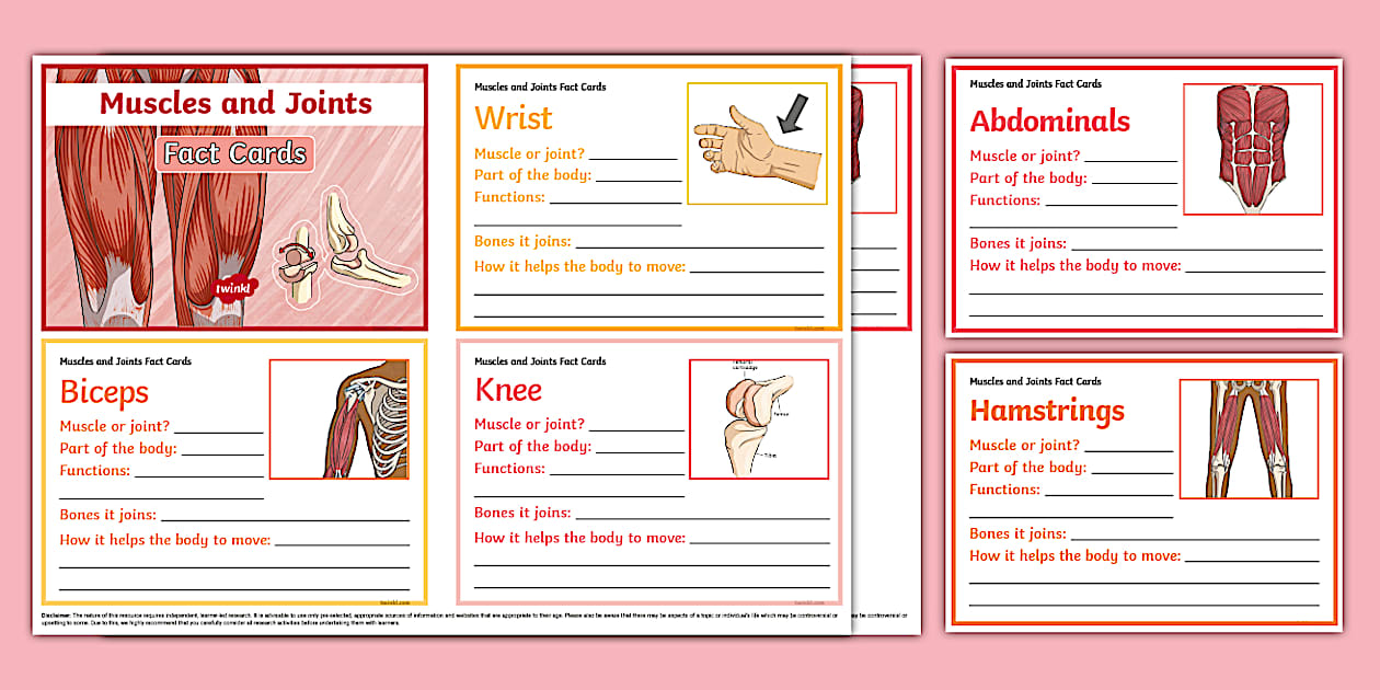 Muscles and Joints Fact Cards Template - Twinkl