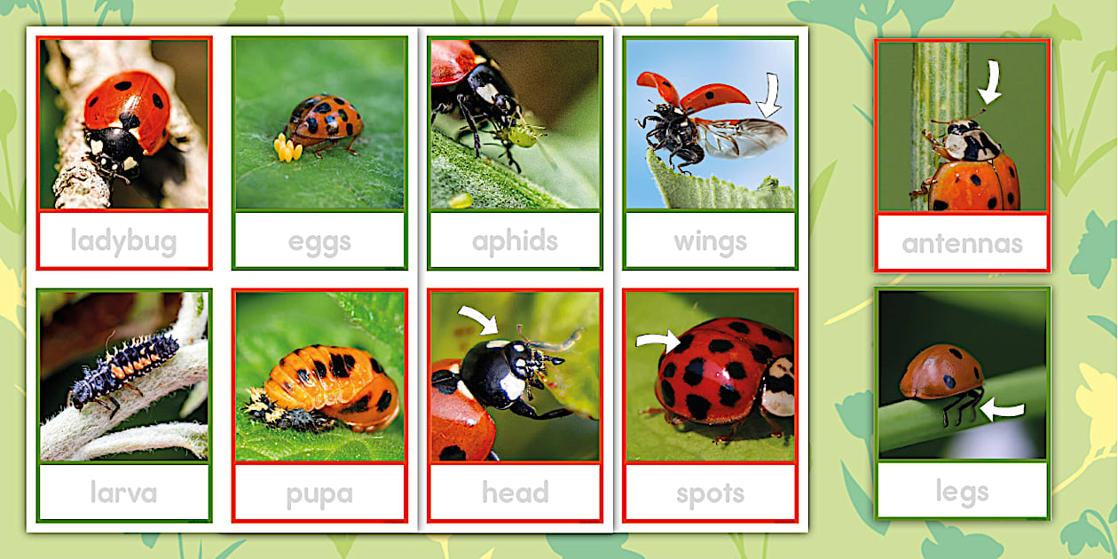 Early Childhood Ladybug Life Cycle Tracing Photo Word Cards