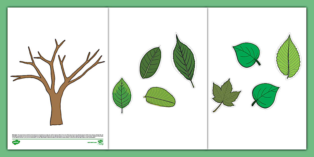 Classroom Tree Display Pack (creat de profesori) - Twinkl