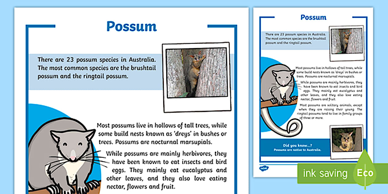 QLD Possum Fact Sheet (teacher made) - Twinkl