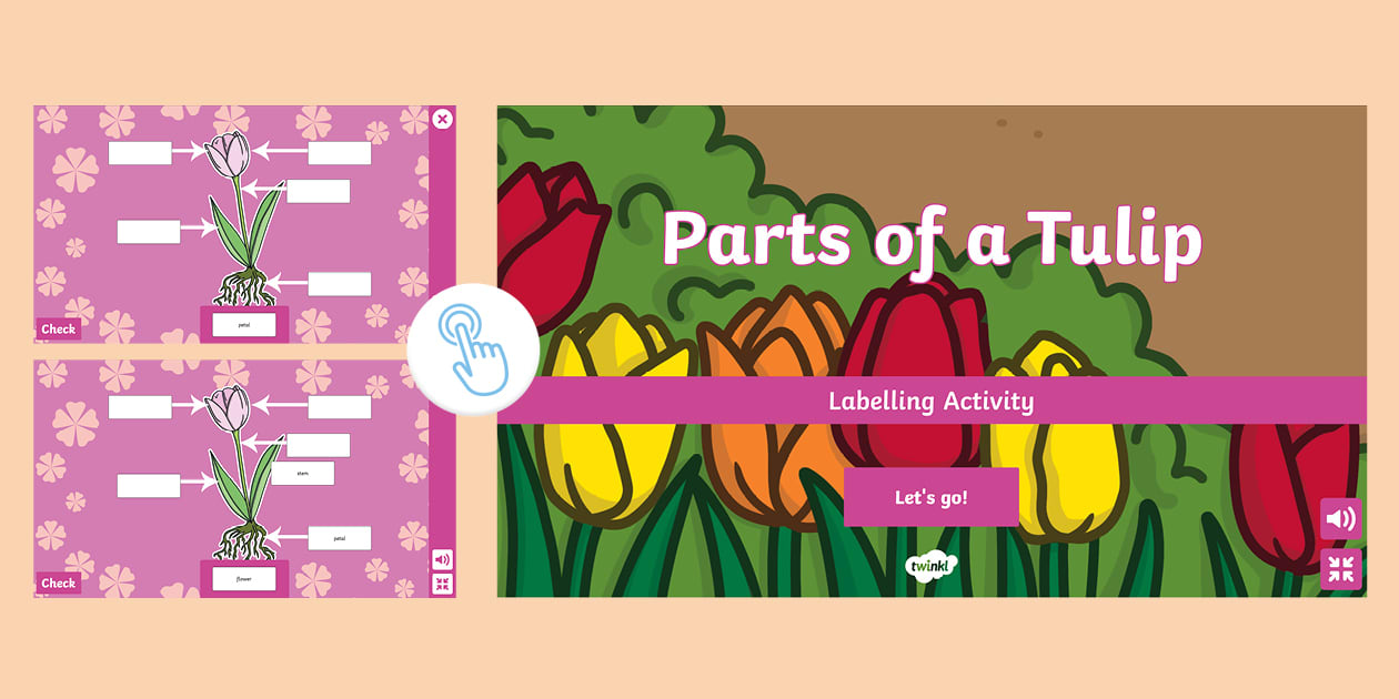 Parts of a Tulip Interactive Labelling Activity - Twinkl
