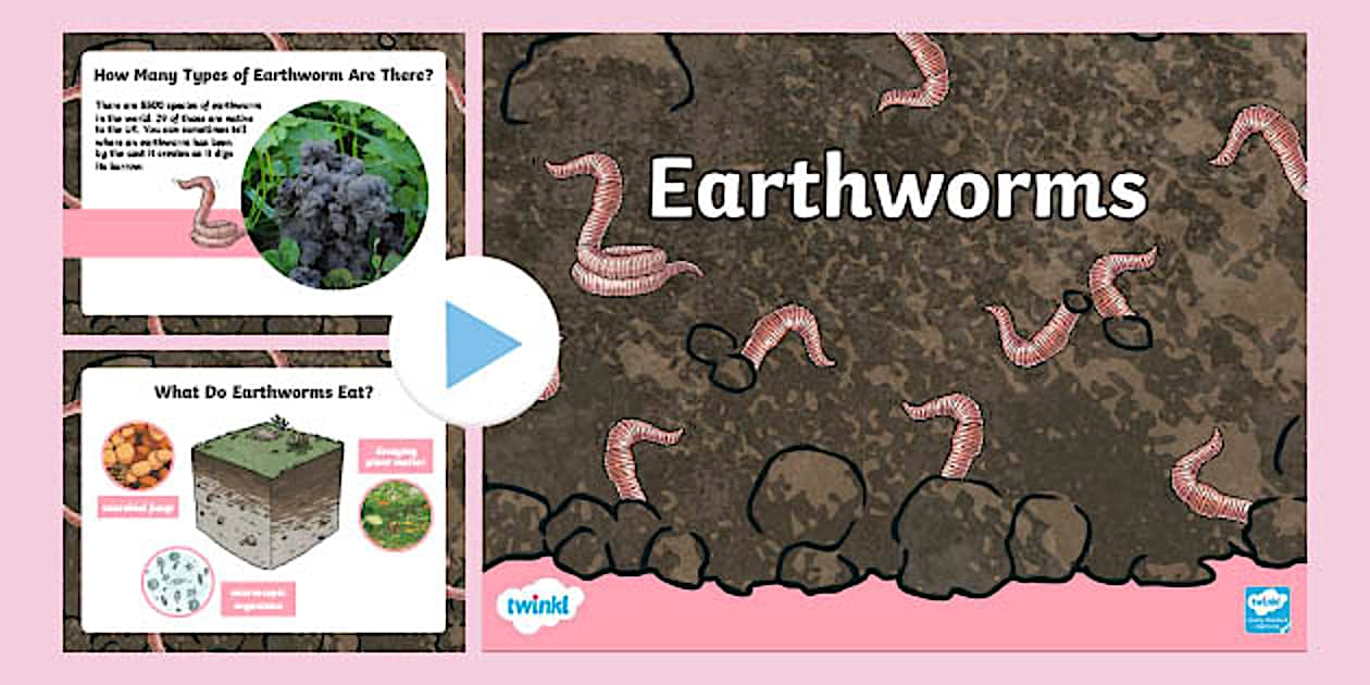 Earthworm Facts - PowerPoint for Kids | Twinkl Resources