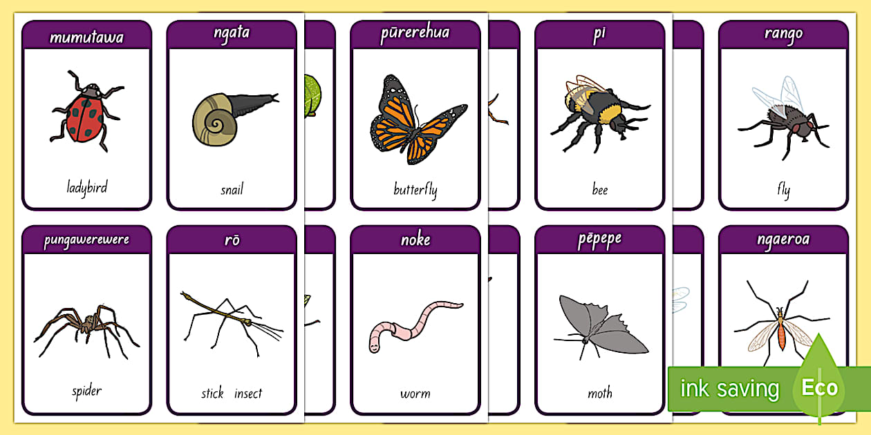 Insects Flashcards English/Te Reo Māori - Twinkl