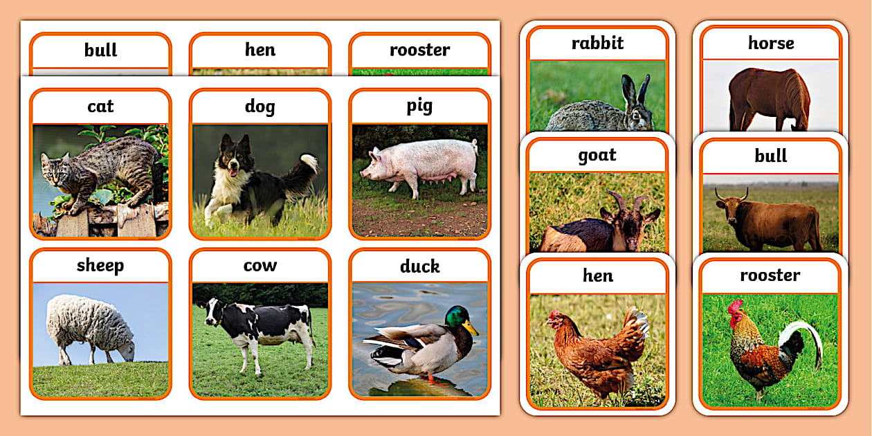 Farm Animal Photo Cards - KS1 (teacher made) - Twinkl