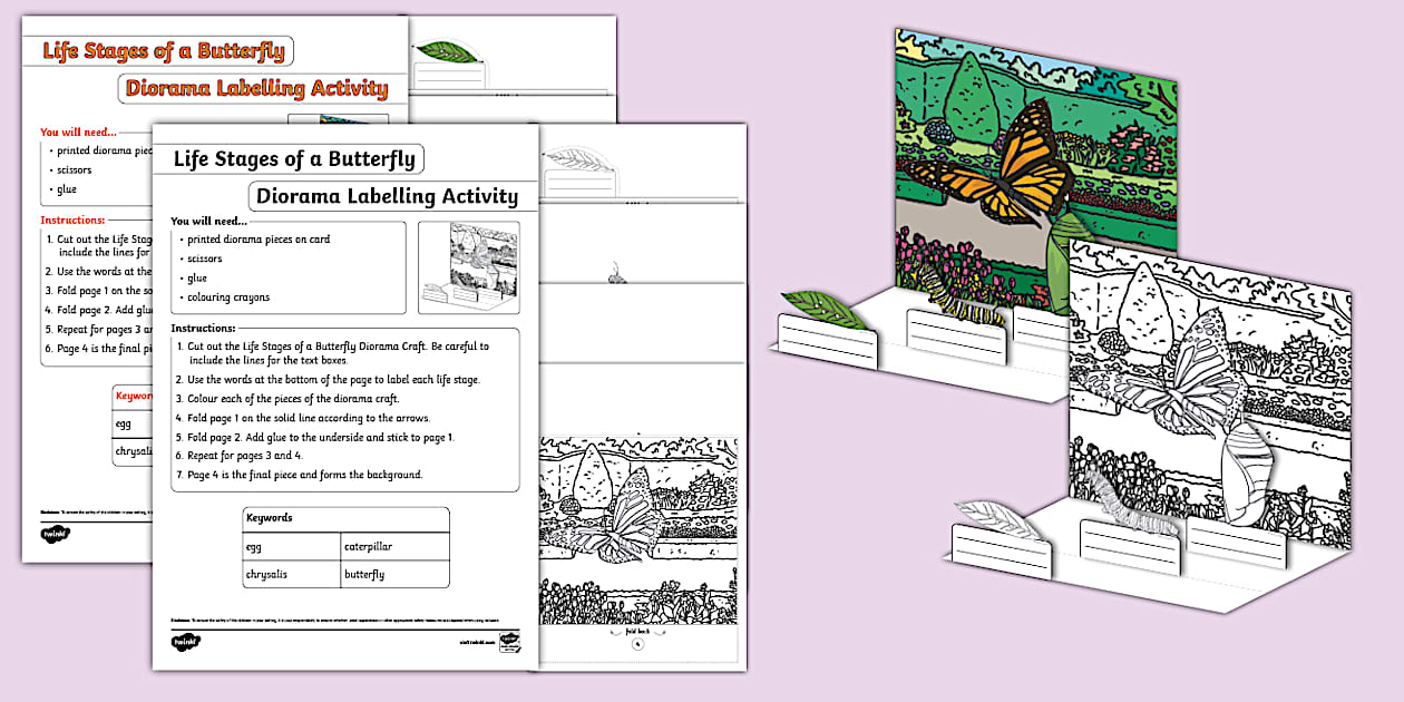 Life Stages of a Butterfly Diorama Labelling Activity