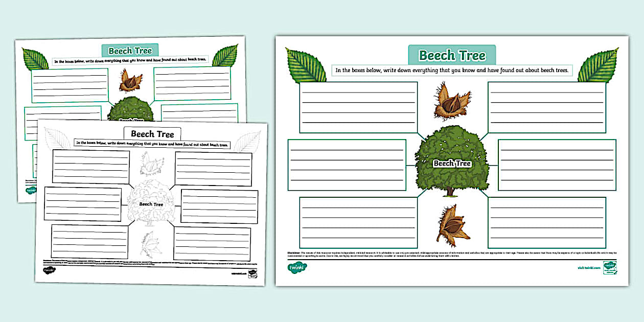 Beech Tree Mind Map (teacher made) - Twinkl