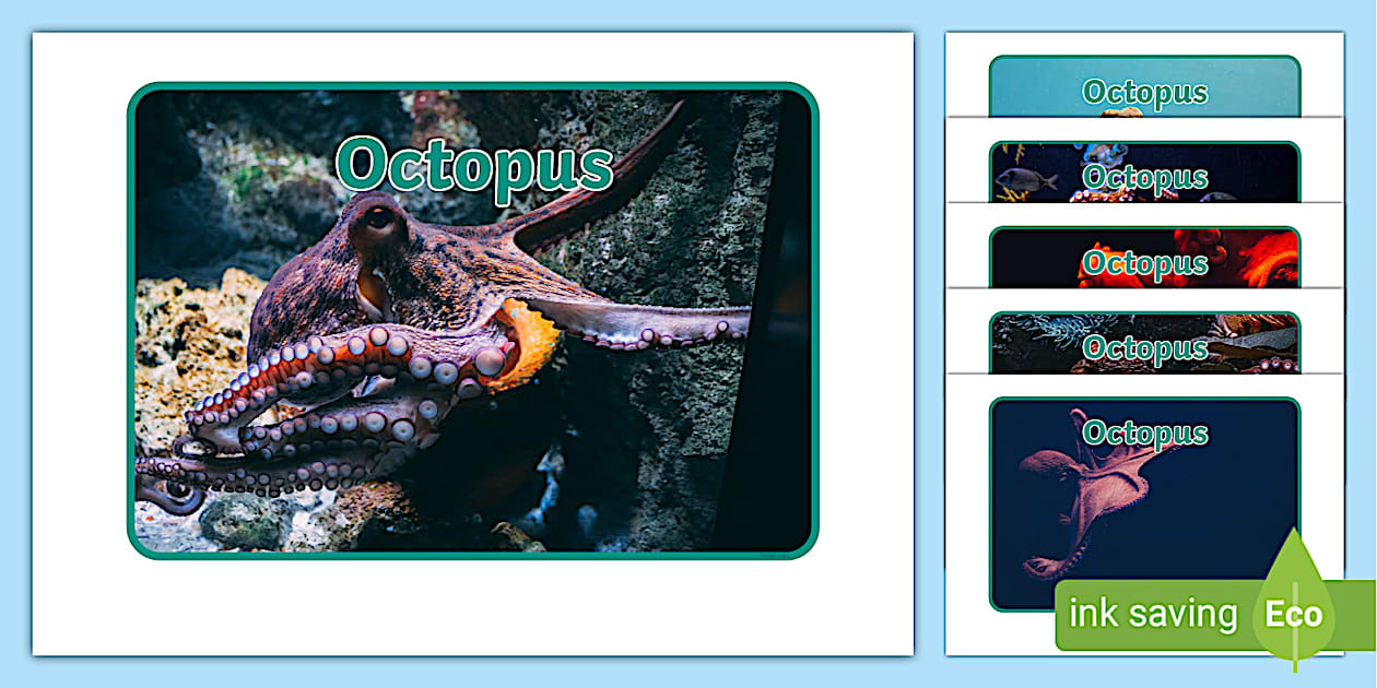 Octopus Photo Pack (teacher made) - Twinkl