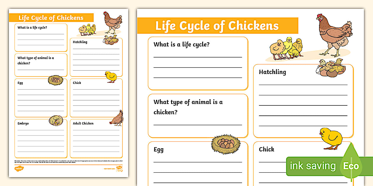 Life Cycle of Chickens Fact File Template (teacher made)