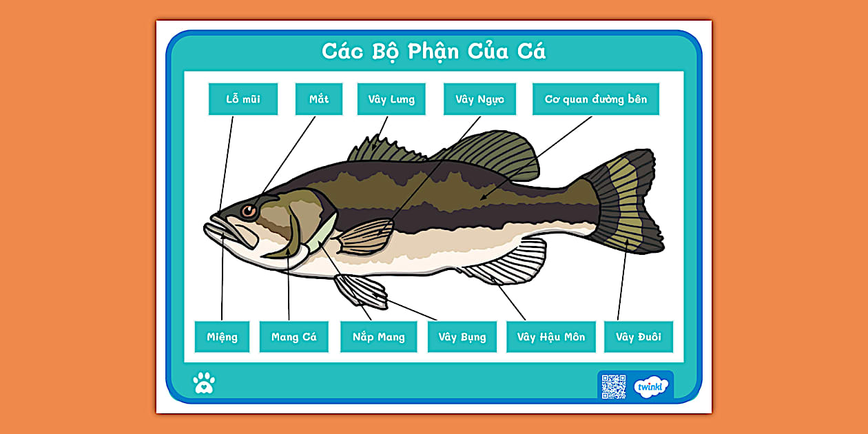 Áp Phích Bộ Phận Của Cá Teacher Made Twinkl