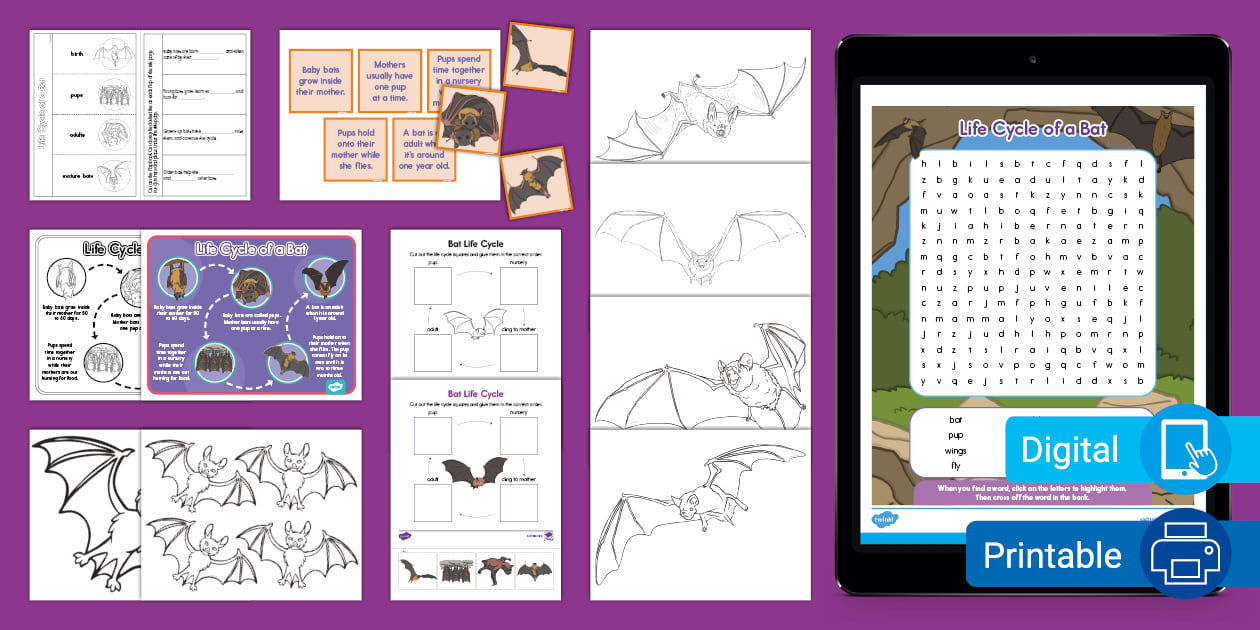 Life Cycle of a Bat Activity Pack for K-2nd Grade - Twinkl