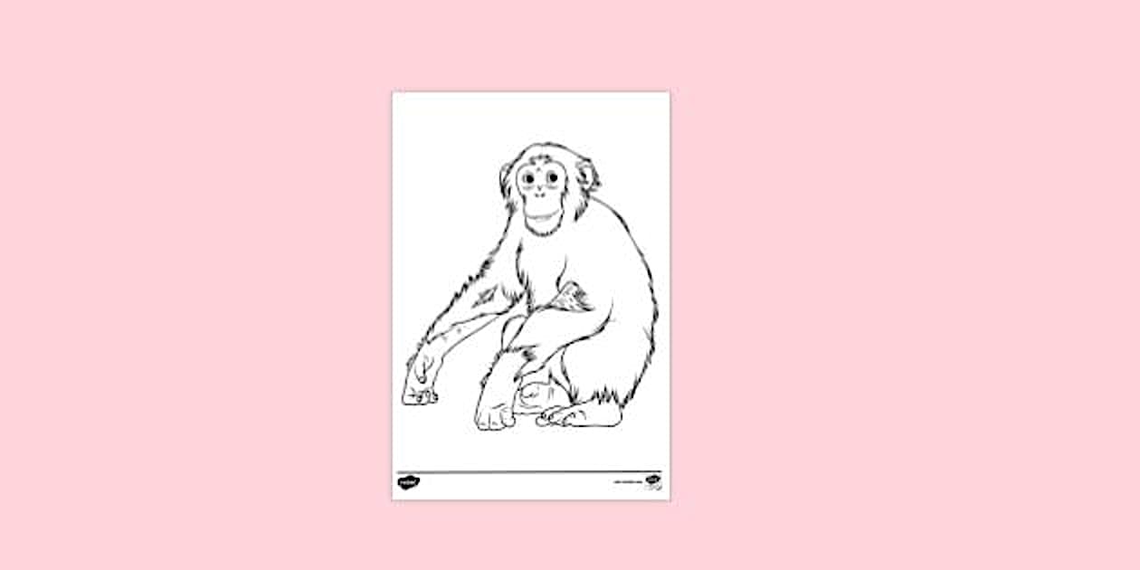 Chimp Colouring Sheet | Colouring Sheets | Twinkl - Twinkl