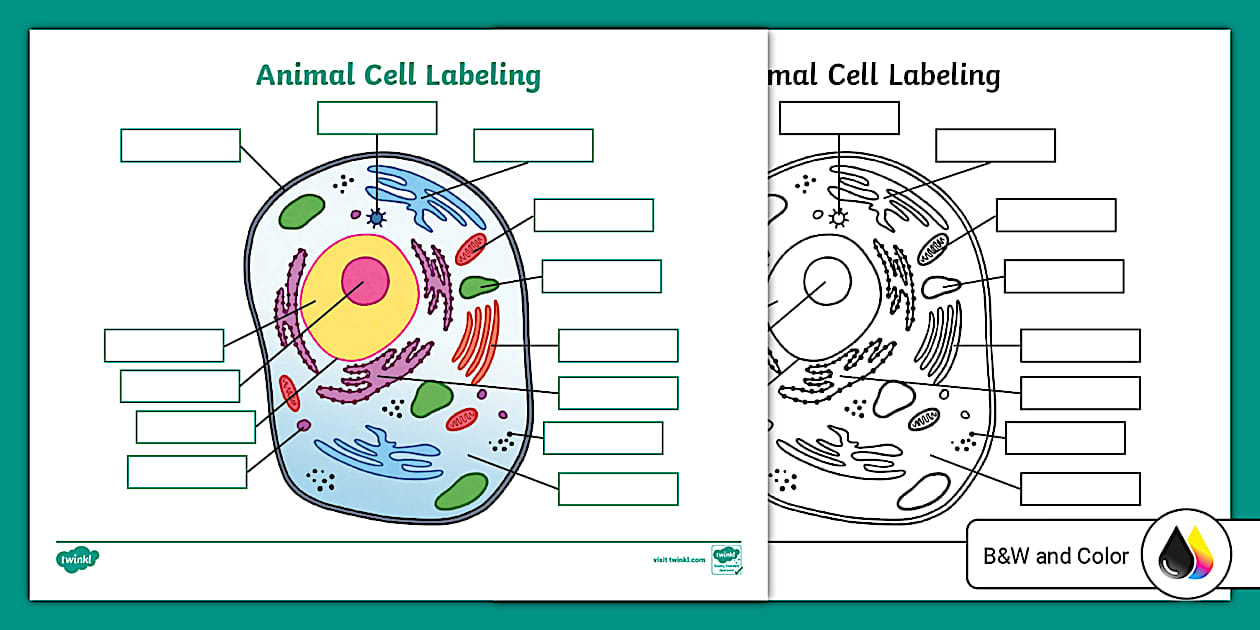 Animal Cell Diagram Unlabelled | Resource | Twinkl USA