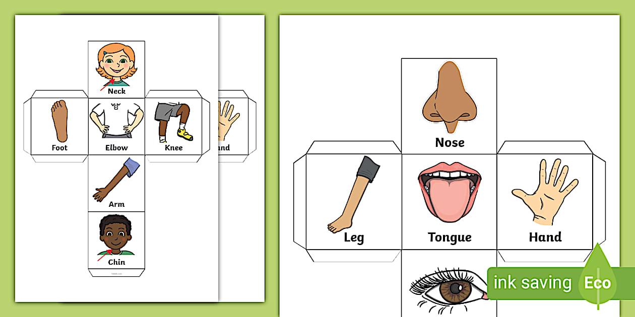 Parts of the Body Dice Nets (teacher made) - Twinkl