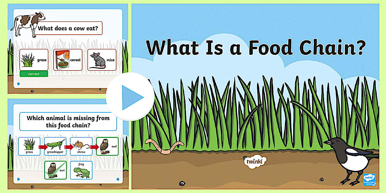 Animal Food Chain Information PowerPoint - KS1 - Twinkl
