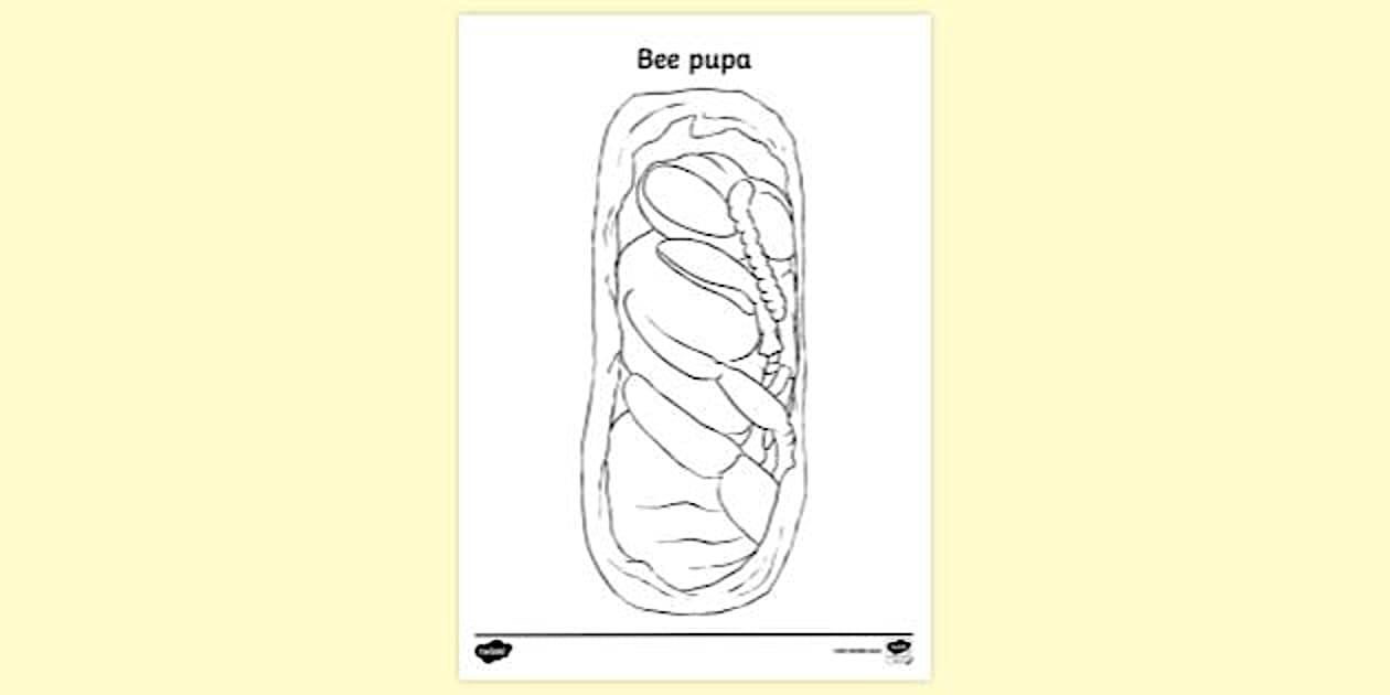 Bee Pupa Colouring Sheet | Colouring Sheets (teacher made)