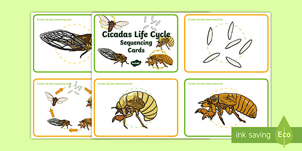 SA Life Cycle of the Cicada Sequencing Cards - Twinkl