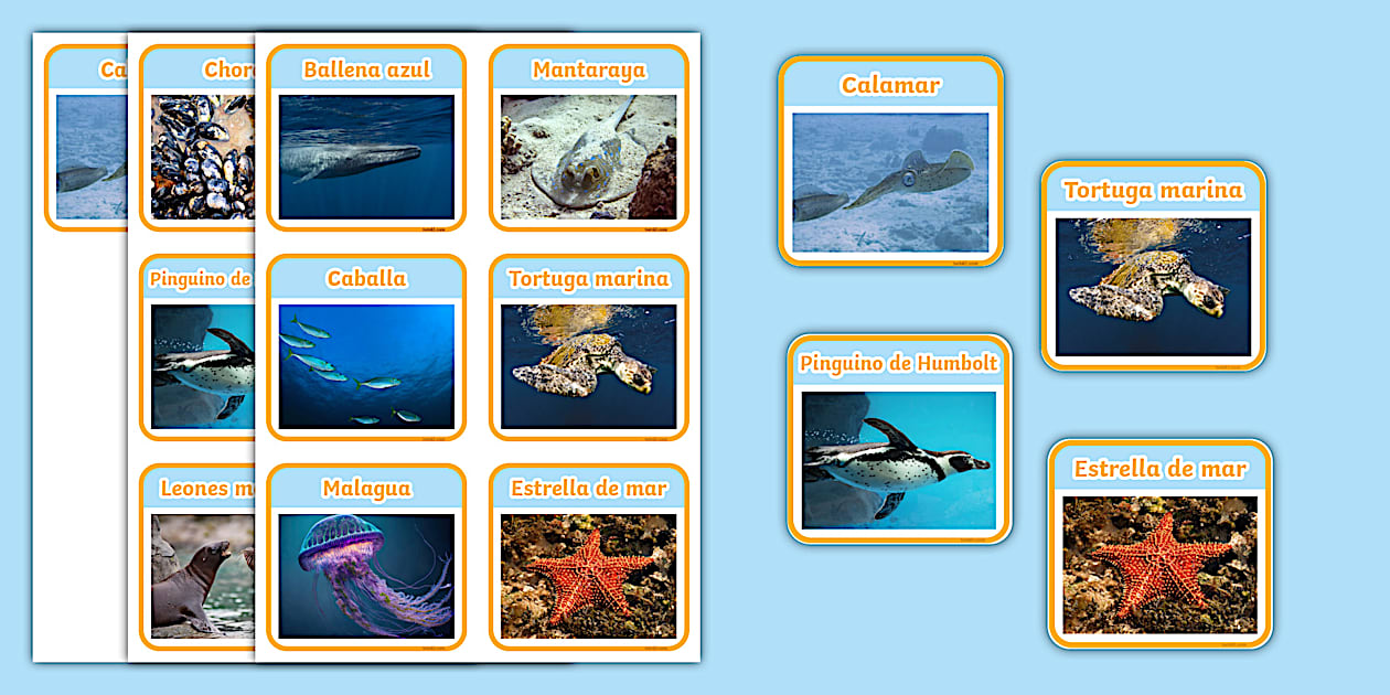 Tarjetas: Animales del mar peruano | Recursos Twinkl Perú