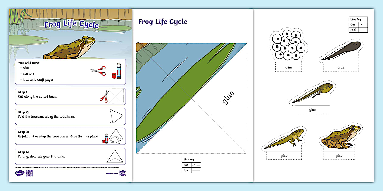Grade 3 Life Skills - Frog Life Cycle - Triarama Craft (CAPS Aligned)