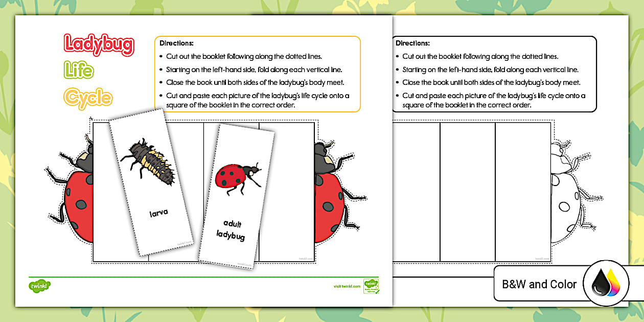 Early Childhood Ladybug Life Cycle Foldable Booklet - Twinkl