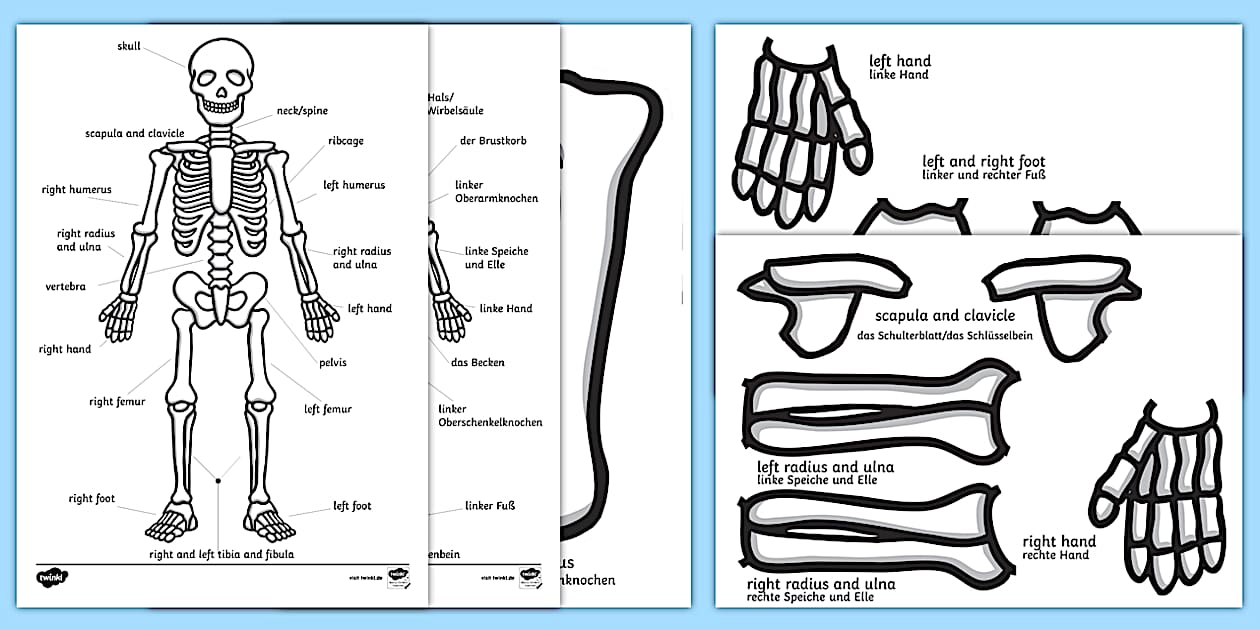 Life Size (Child) Skeleton Cut-Outs English/German - Twinkl