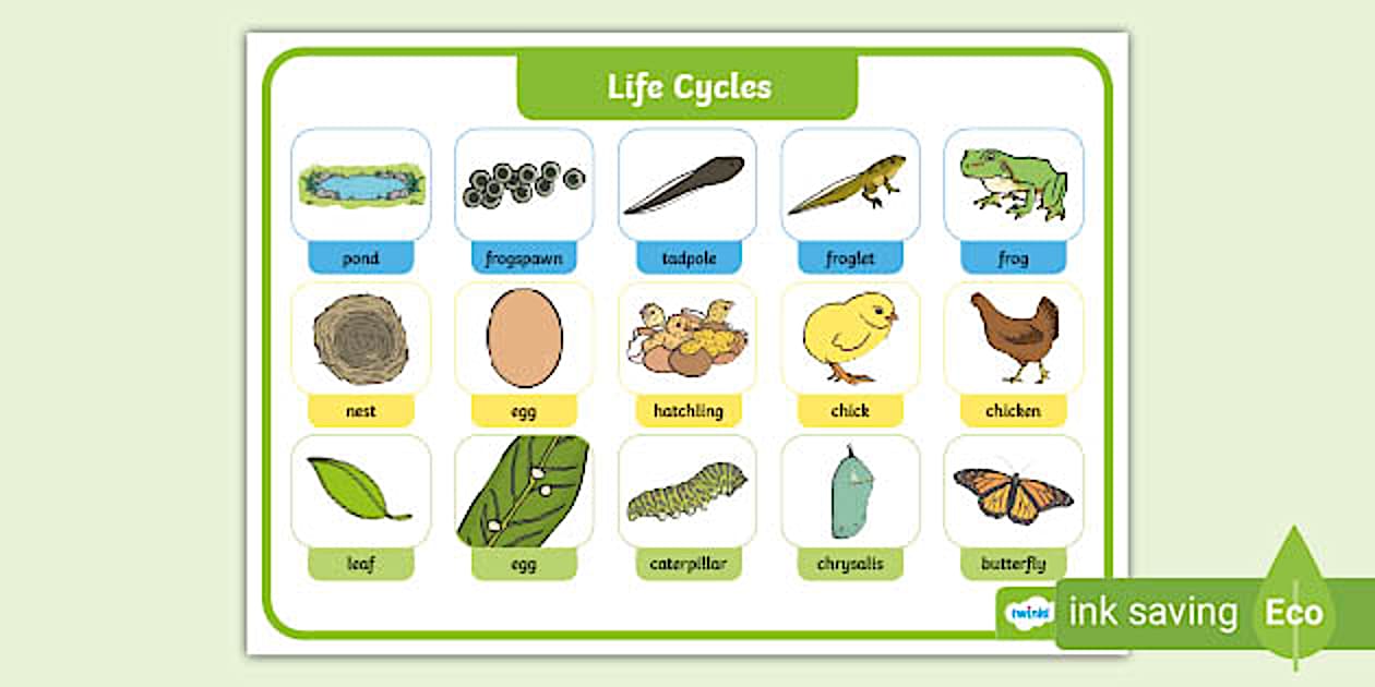 Life Cycle Word Mat - Twinkl - Science - KS1 - Twinkl