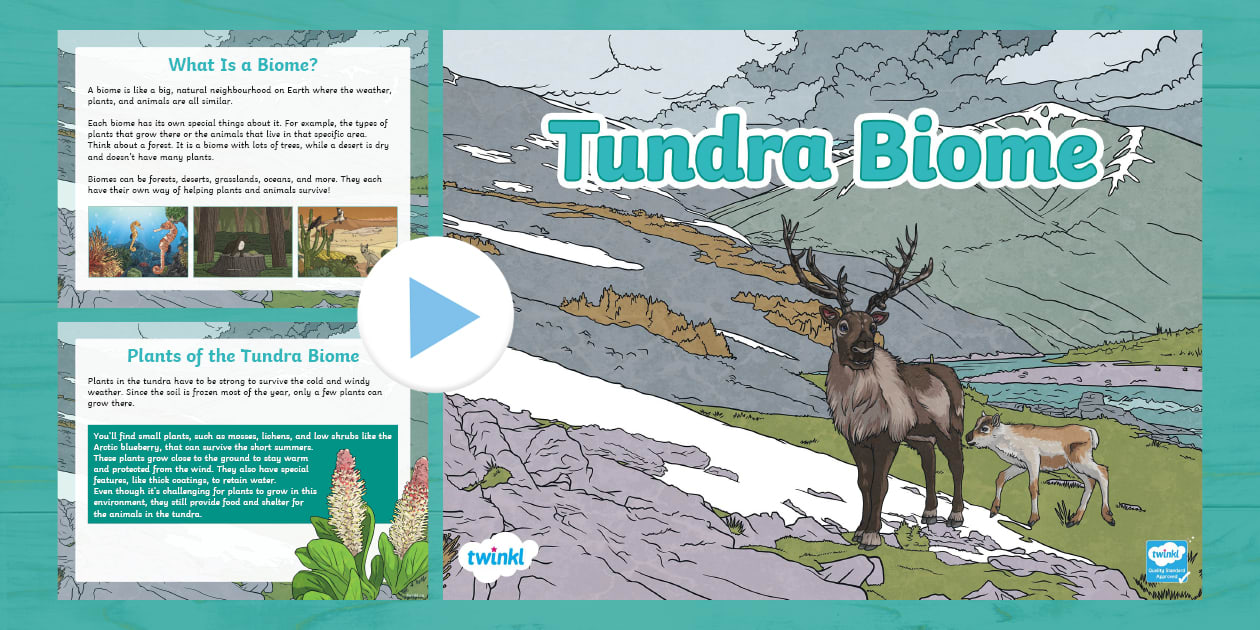 Tundra Biome PowerPoint (teacher made) - Twinkl