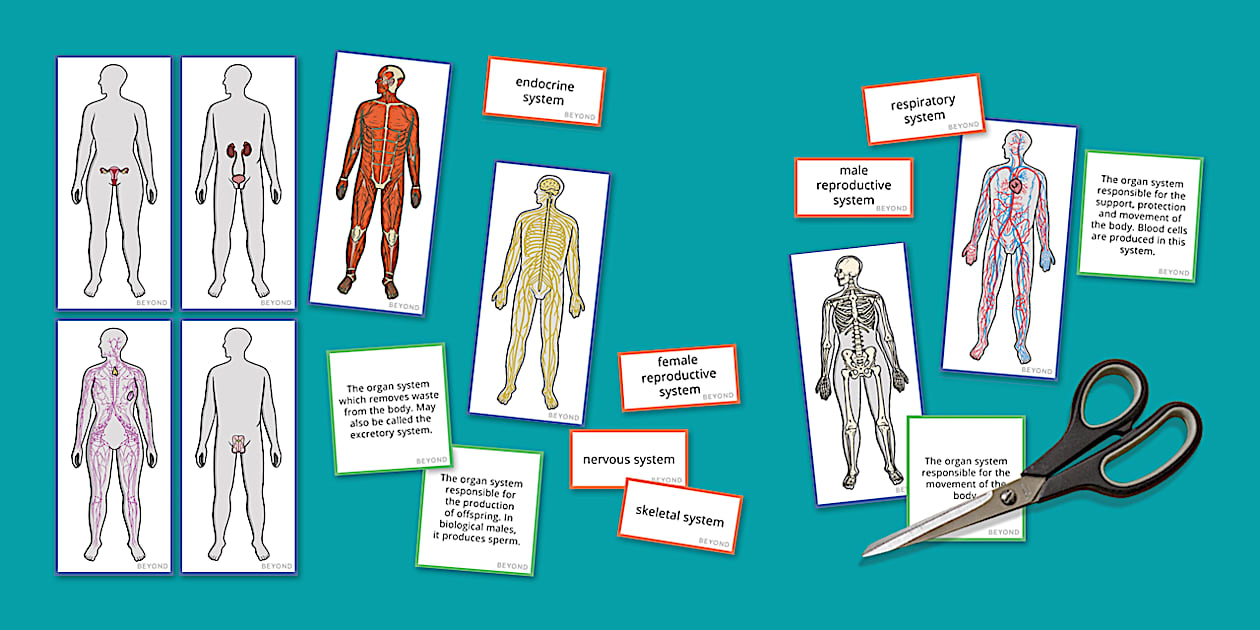 Organ Systems Card Sort Beyond Science (Lehrer gemacht)