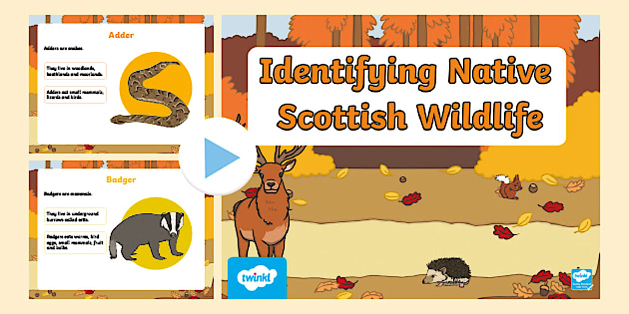 Identifying Native Animals in Scotland PowerPoint | Twinkl
