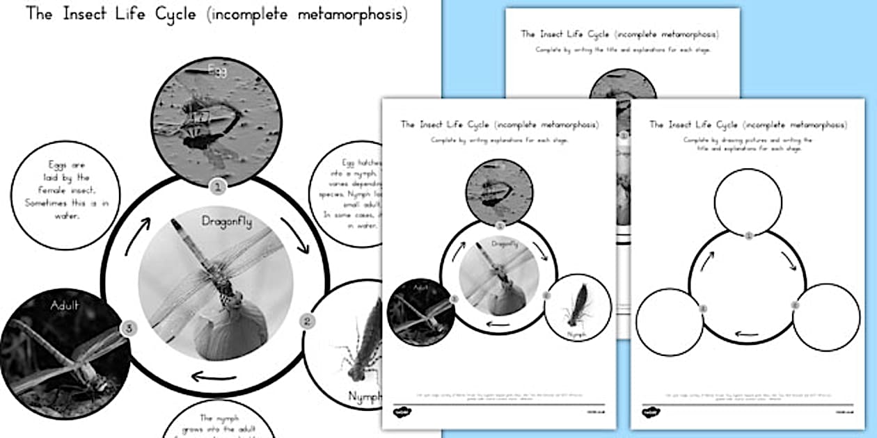 Incomplete Metamorphosis Activity | Insect Life Cycle