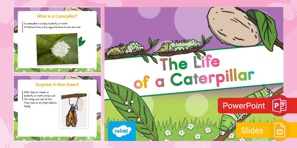 The Life of a Caterpillar PowerPoint and Google Slides for K-2nd Grade