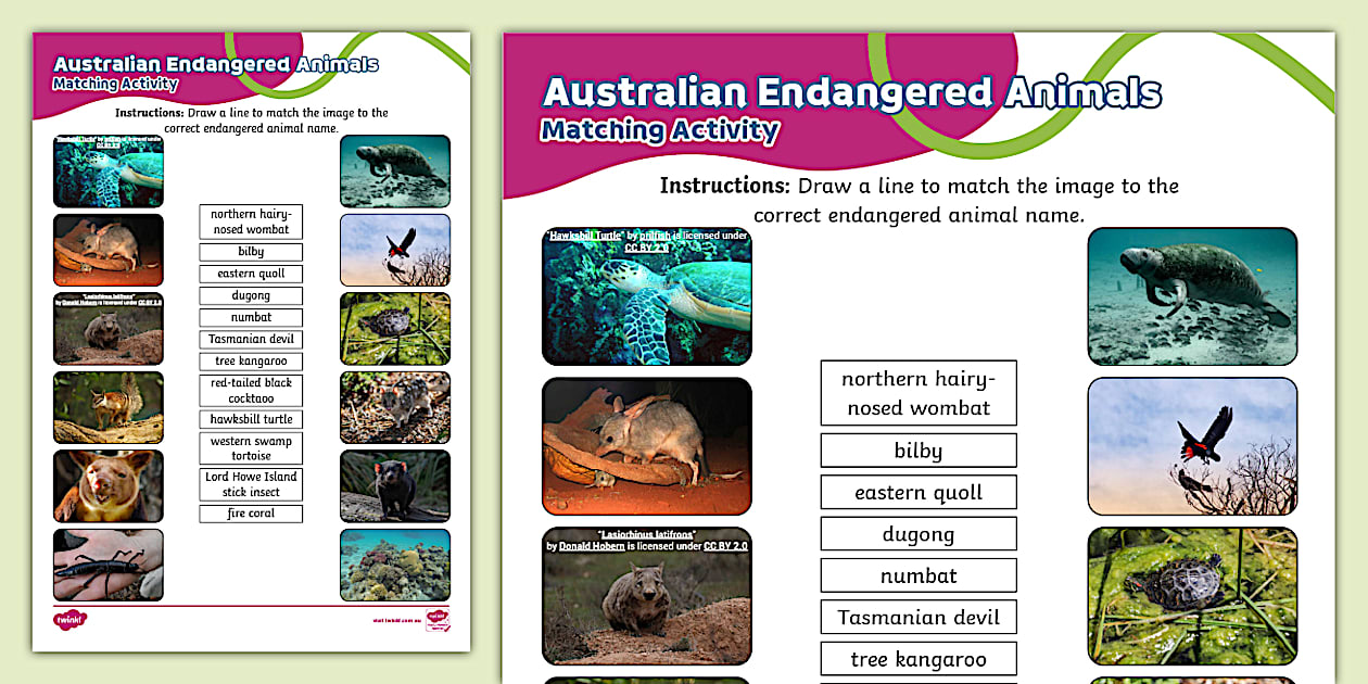 Australian Endangered Animals Matching Activity - Twinkl