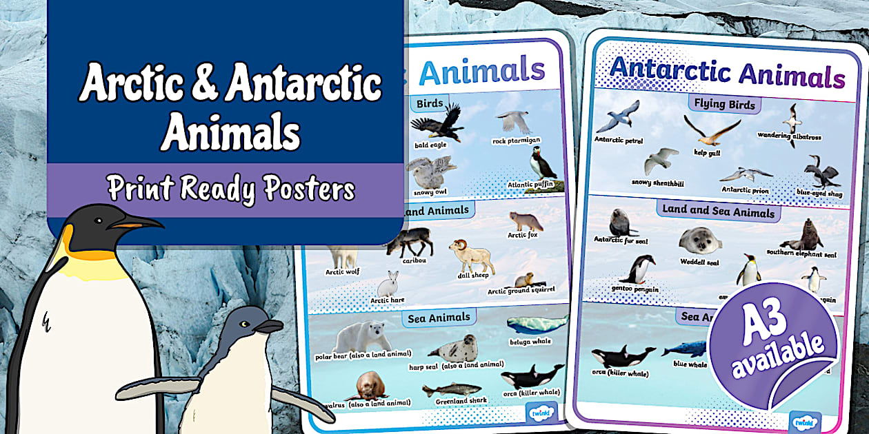 Arctic and Antarctic Animals Large Posters - KS1 - Twinkl