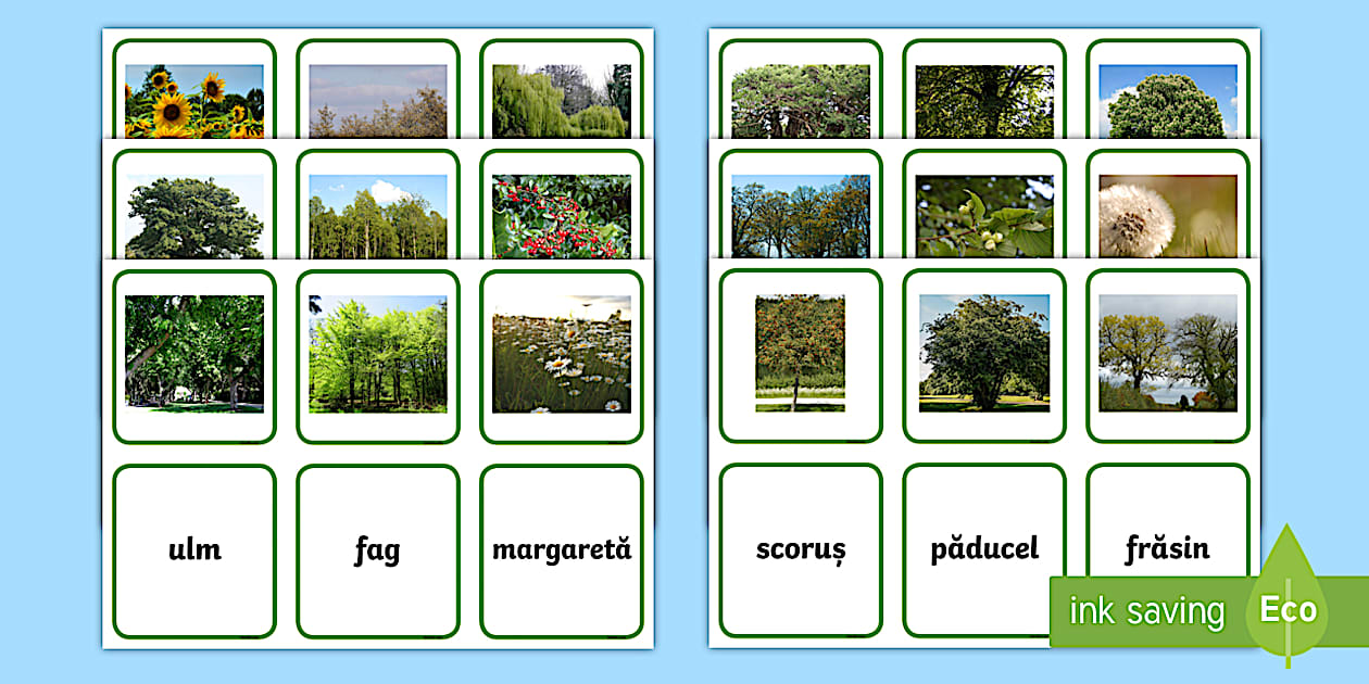 Fotografii cu specii de copaci și plante Activitate de punere în ...