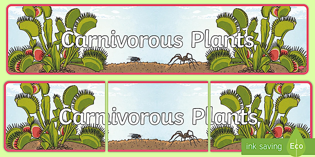 Carnivorous Plants Display Banner