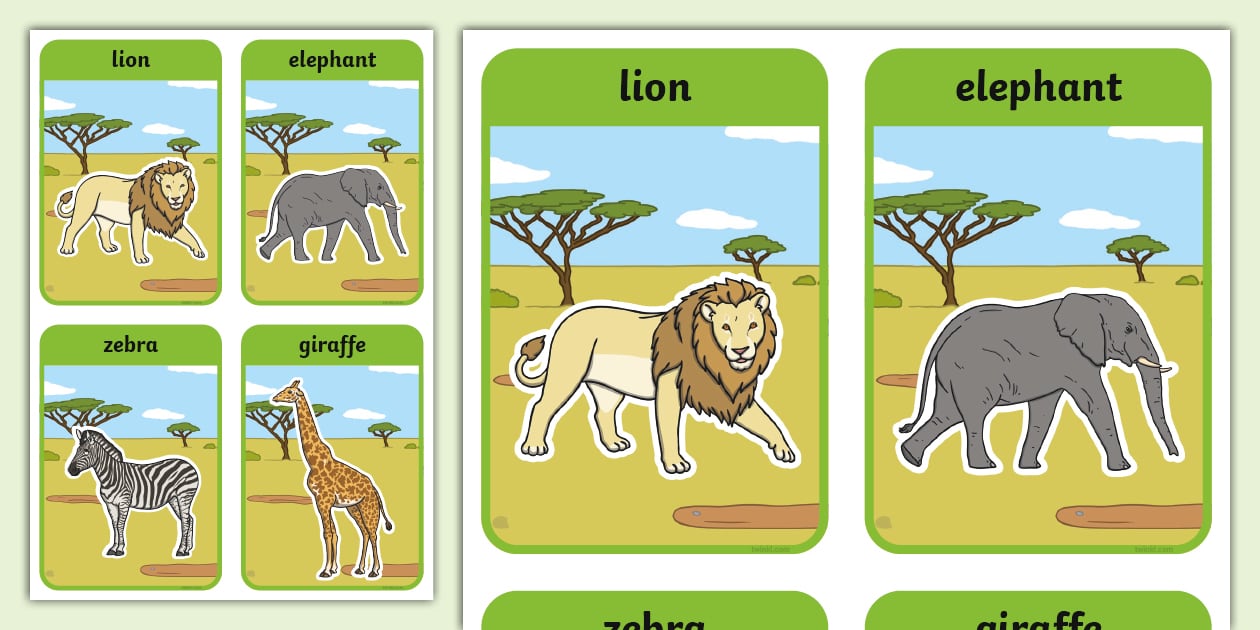 Safari Animals Cards (Teacher-Made) - Twinkl