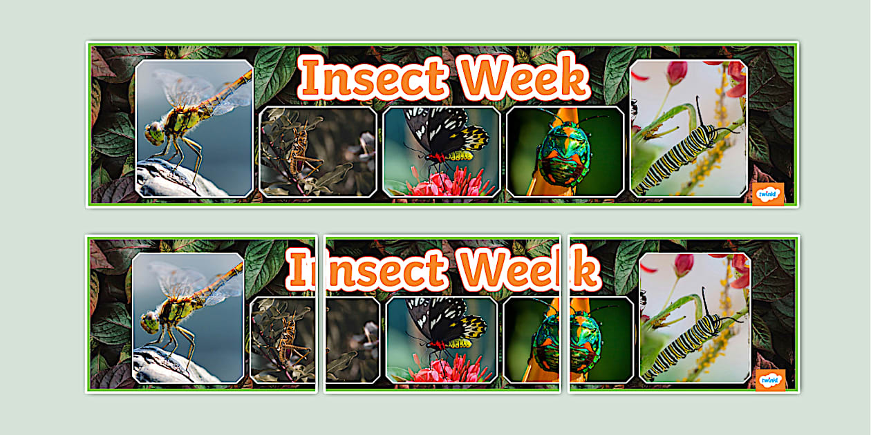 Insect Week Photo Display Banner (teacher made) - Twinkl