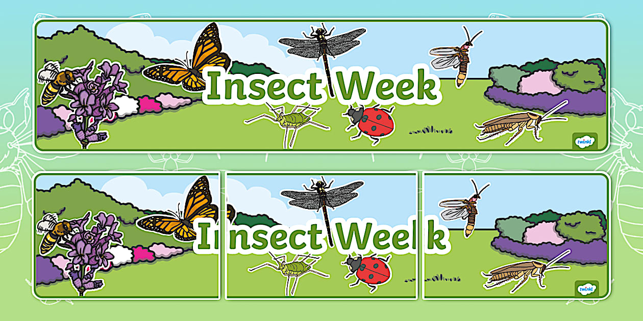 Insect Week Display Banner (teacher made) - Twinkl