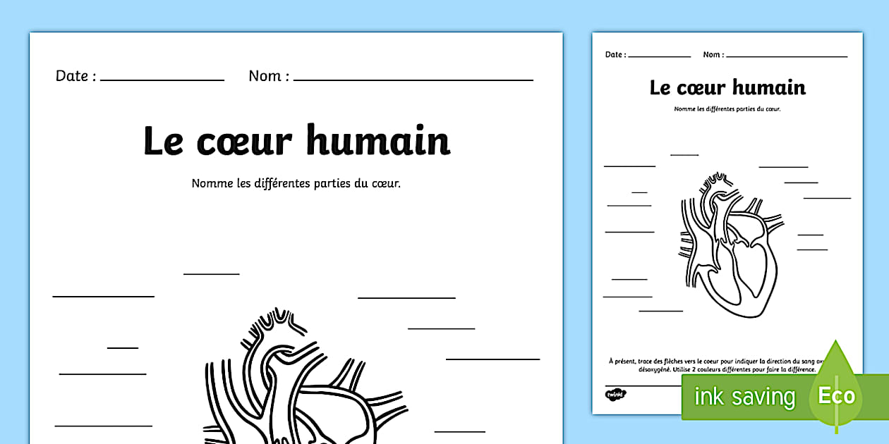 Feuille d'activités : le coeur humain