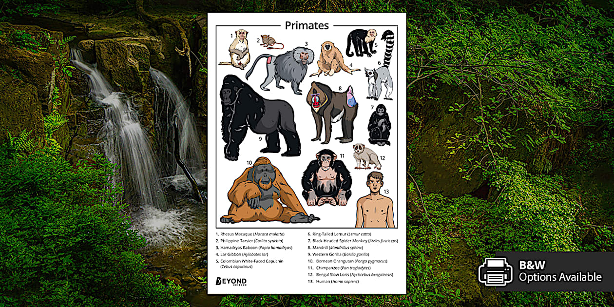 Primates Display Poster | Science Display Resources | Beyond