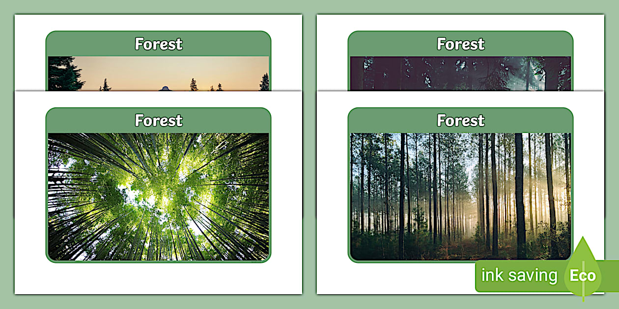Forest Photo Pack (teacher made) - Twinkl