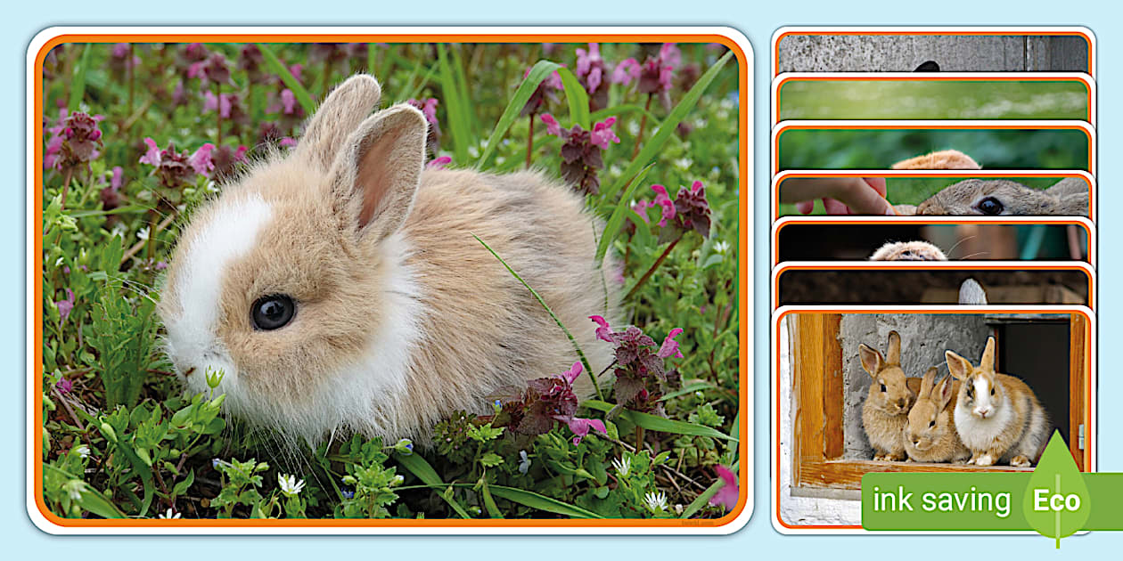 Rabbits Photo Display Pack (teacher made) - Twinkl
