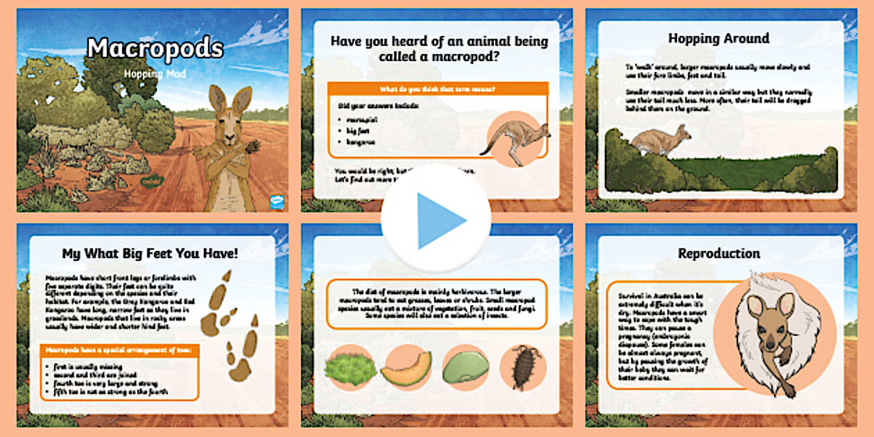 Macropods PowerPoint (Teacher-Made) - Twinkl