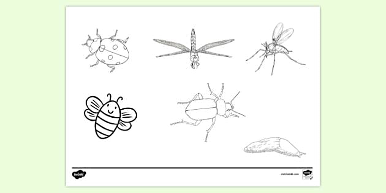 Insects Colouring | Colouring Sheets (teacher made) - Twinkl