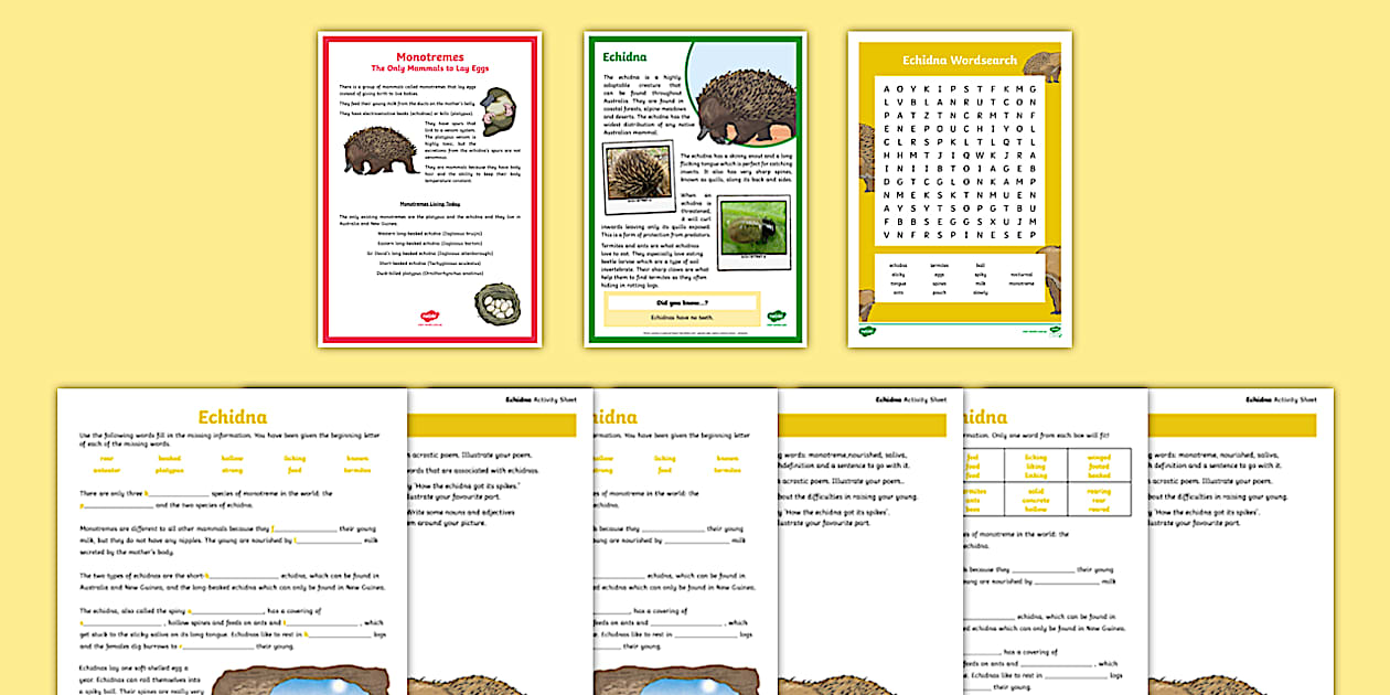Echidna Resource Pack (teacher made) - Twinkl