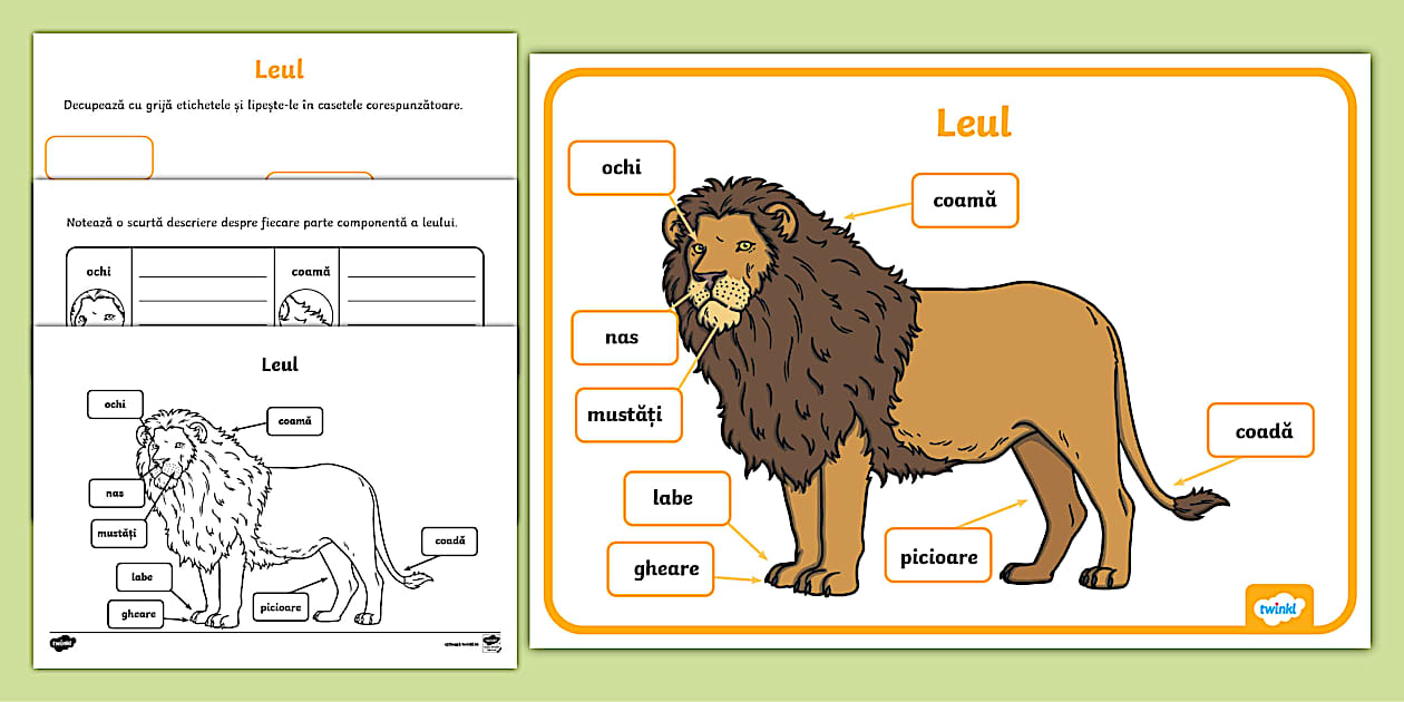 Părțile componente ale leului – Pachet cu resurse