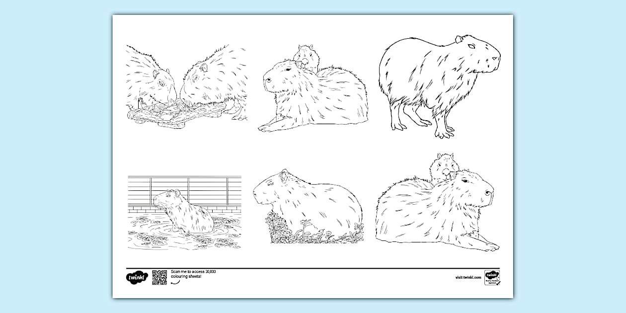 Capybara Doodle Colouring Sheet (teacher made) - Twinkl