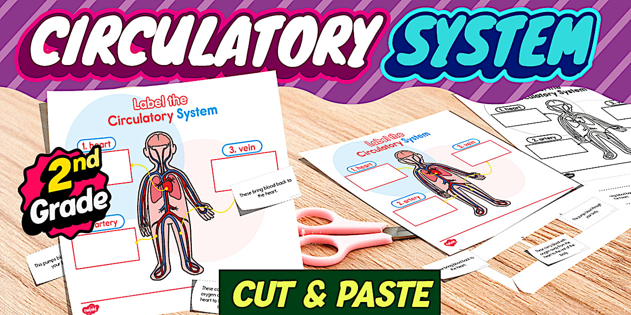Second Grade Circulatory System Cut & Paste Worksheet