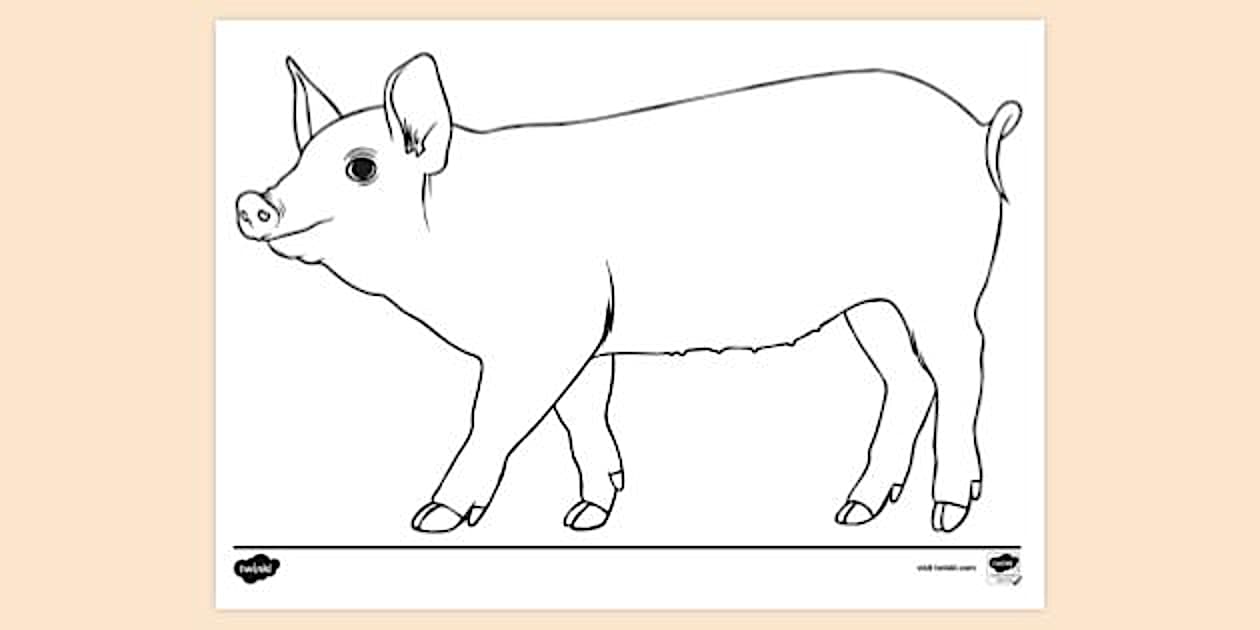 Pig Colouring Sheet | Colouring Pages (teacher made)