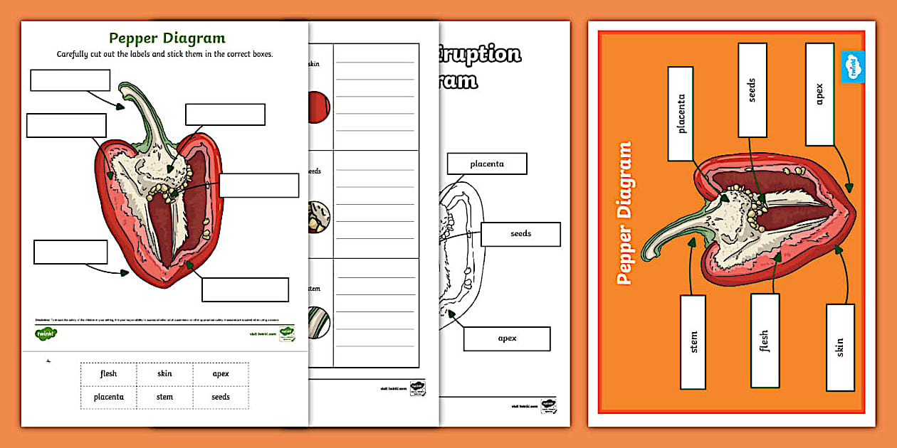 Pepper Diagram Activity Pack (teacher made) - Twinkl